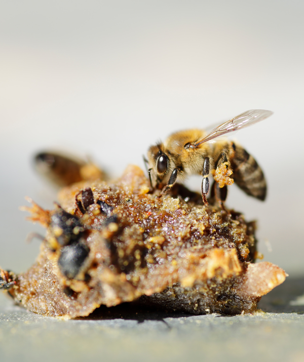 Comment bien choisir votre propolis